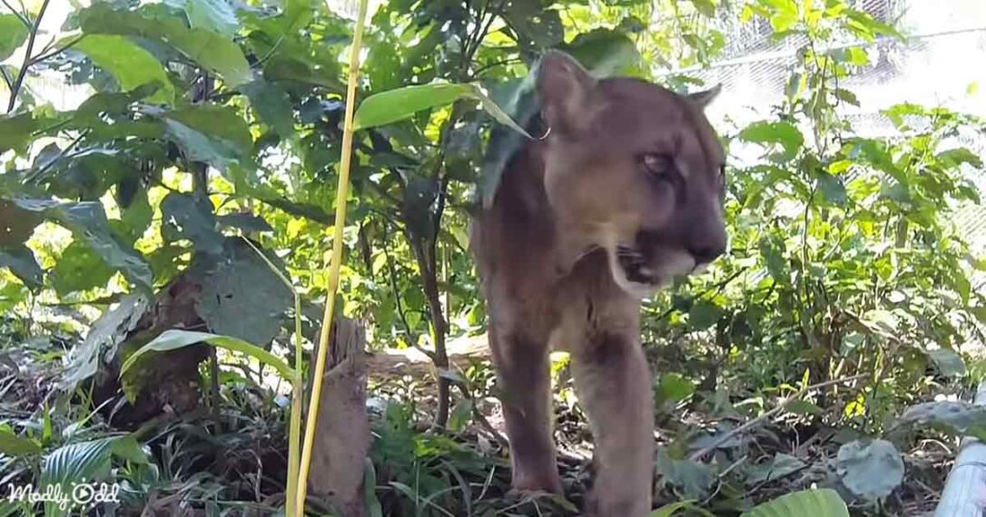 Mountain lion chained for 20 years in circus is finally returned to the ...