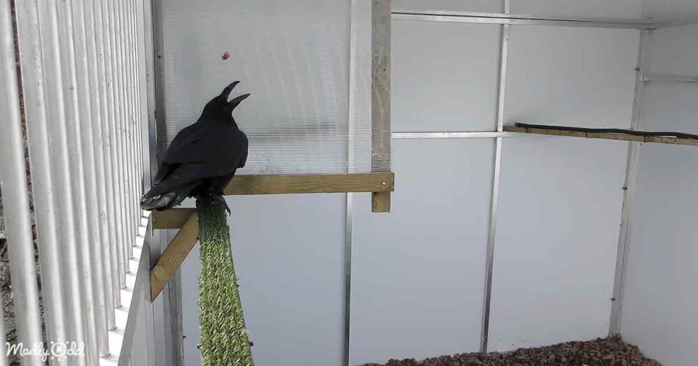 Smart raven who can’t stop talking mimics mom’s voice to perfection