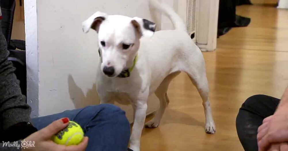 This fabulous trick helps dogs learn sign language easily – Madly Odd!