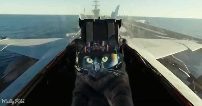 Tom Cruise and Kitty team up for “Top Gun” parody video – Madly Odd!