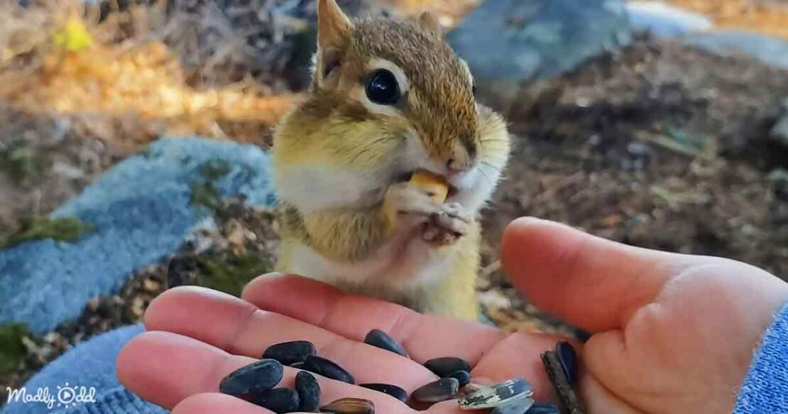 Why this wild chipmunk hops into her human friend’s hand – Madly Odd!