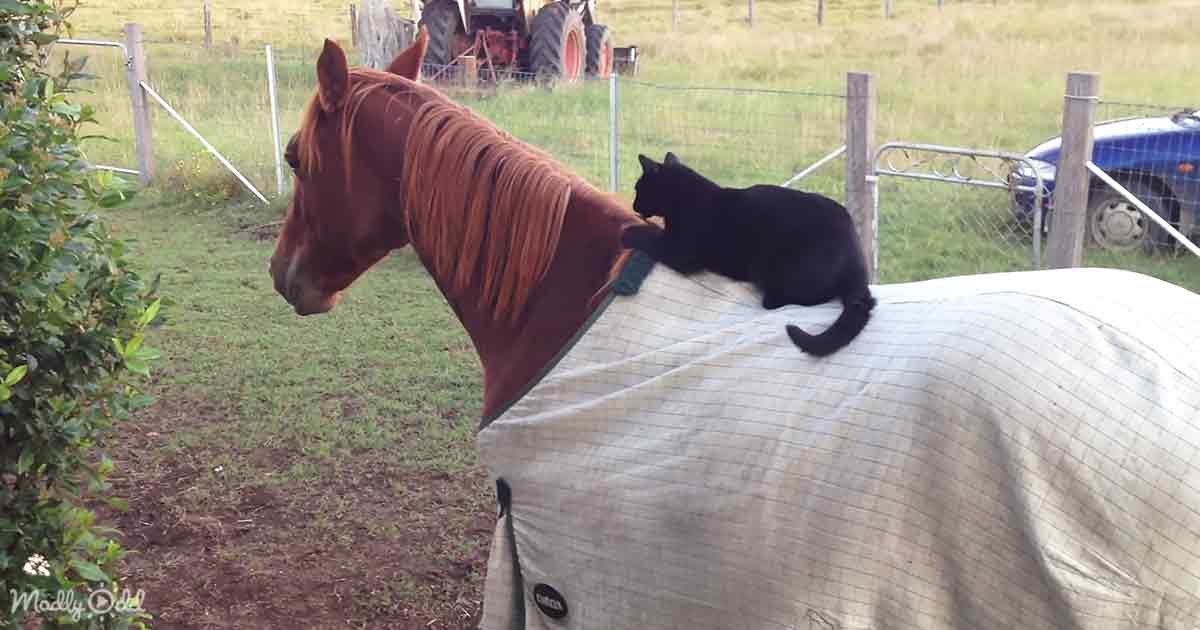 8-year-old horse takes his cat for a ride and warms our hearts – Madly Odd!