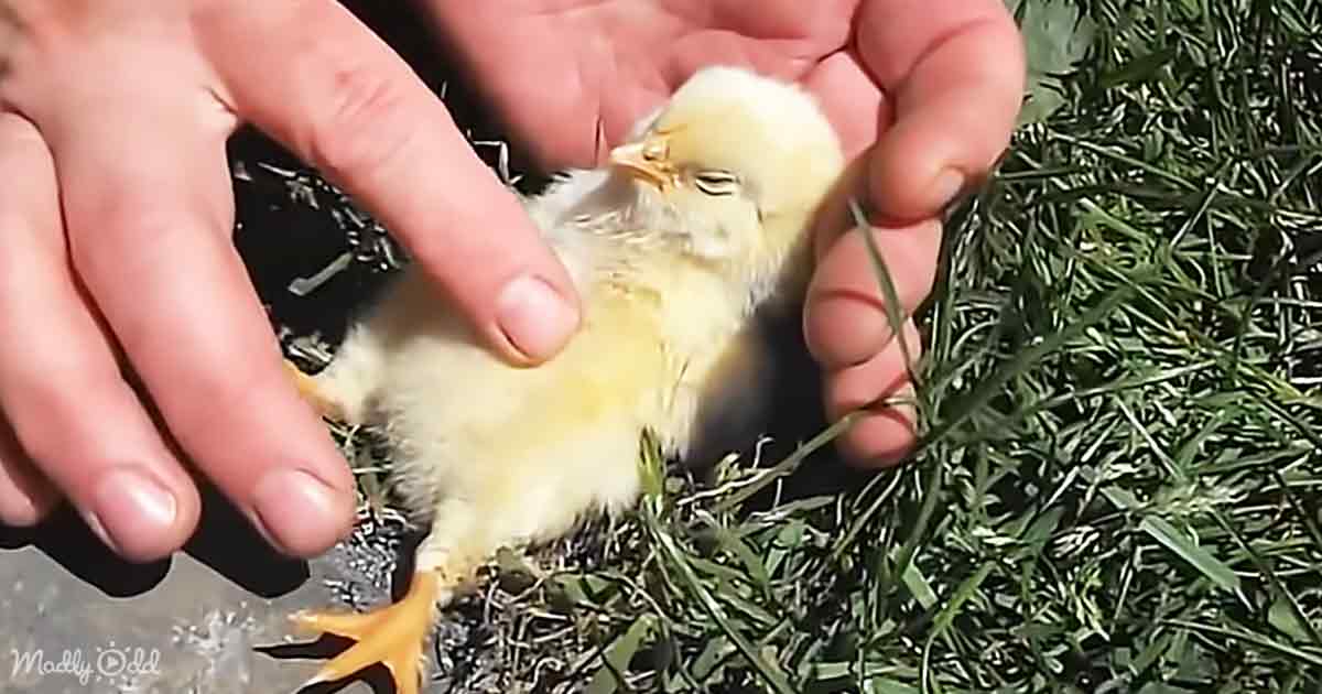 Delightful baby chick loves getting belly rubs just like a puppy
