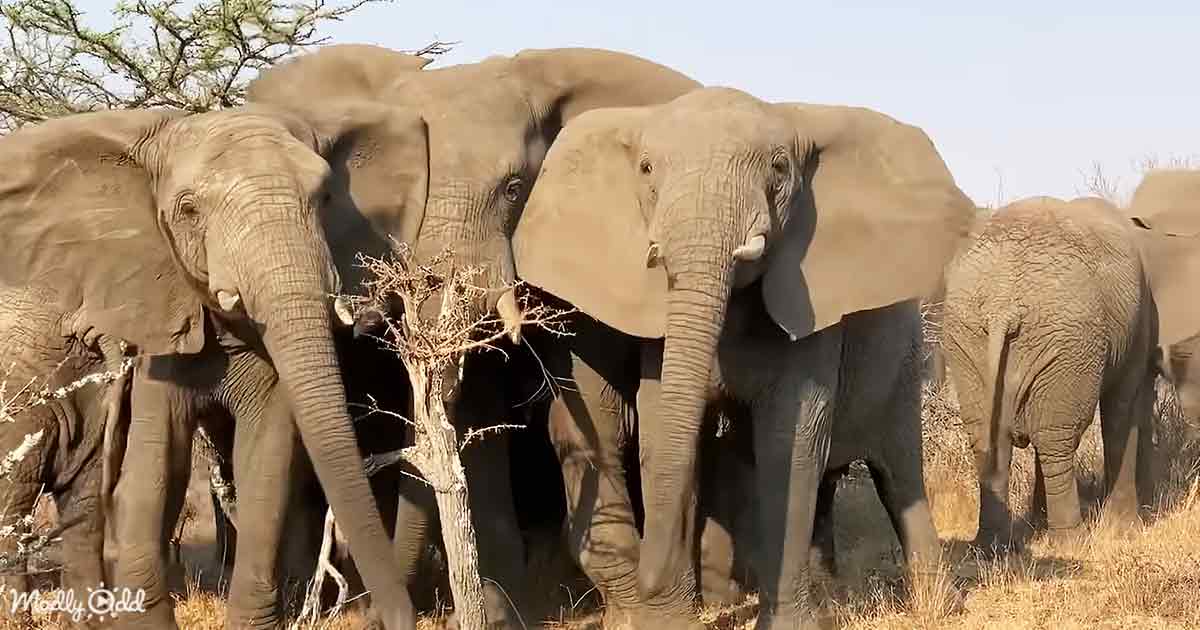 Distressed elephant gets picked on by bully