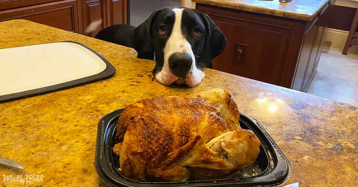 Goofy Great Danes will do anything for some Costco Chicken