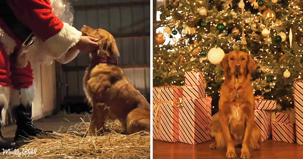 Incredible story of a dog who finds his home with Santa’s help