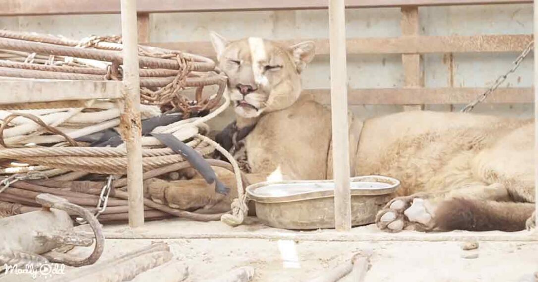 Mountain lion chained for 20 years in circus is finally returned to the ...