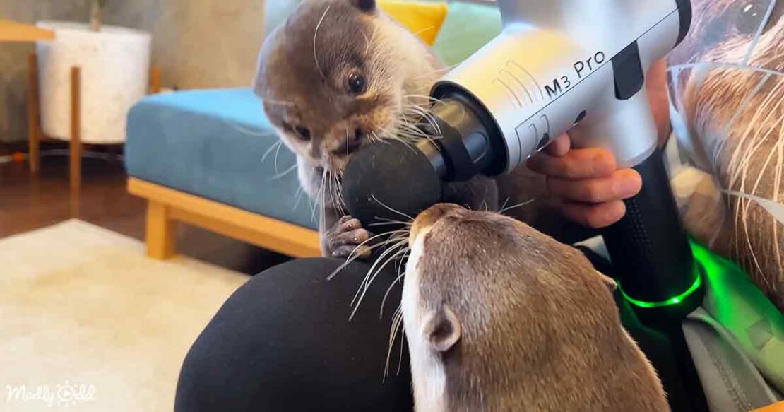 Otters try massage gun for the first time – Madly Odd!