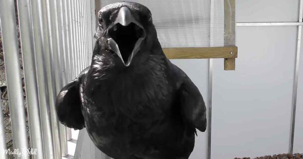 Smart raven who can’t stop talking mimics mom’s voice to perfection