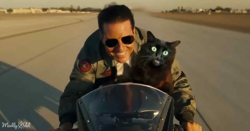 Tom Cruise and Kitty team up for “Top Gun” parody video – Madly Odd!
