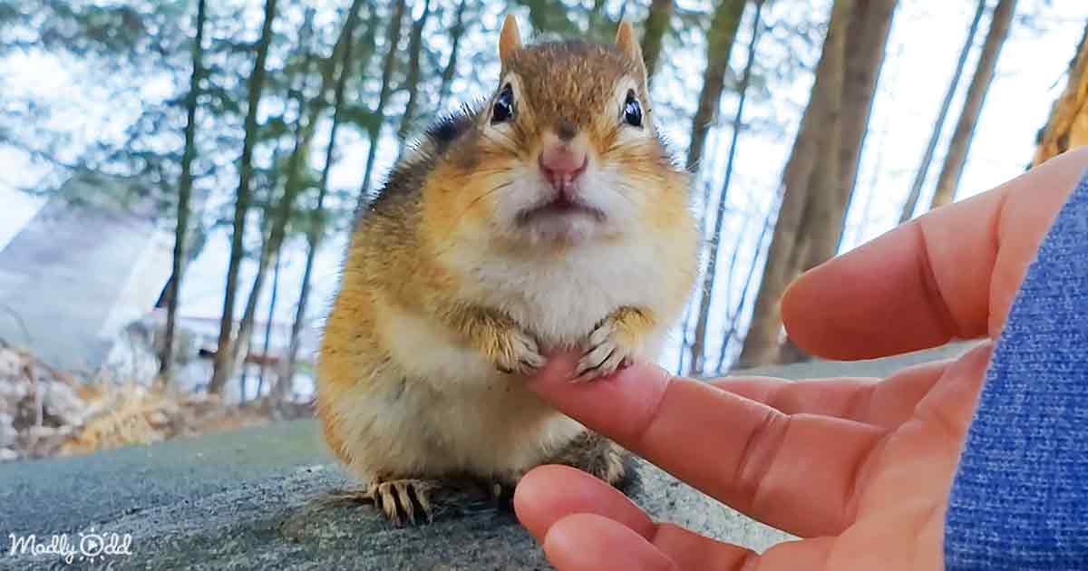Why this wild chipmunk hops into her human friend’s hand – Madly Odd!