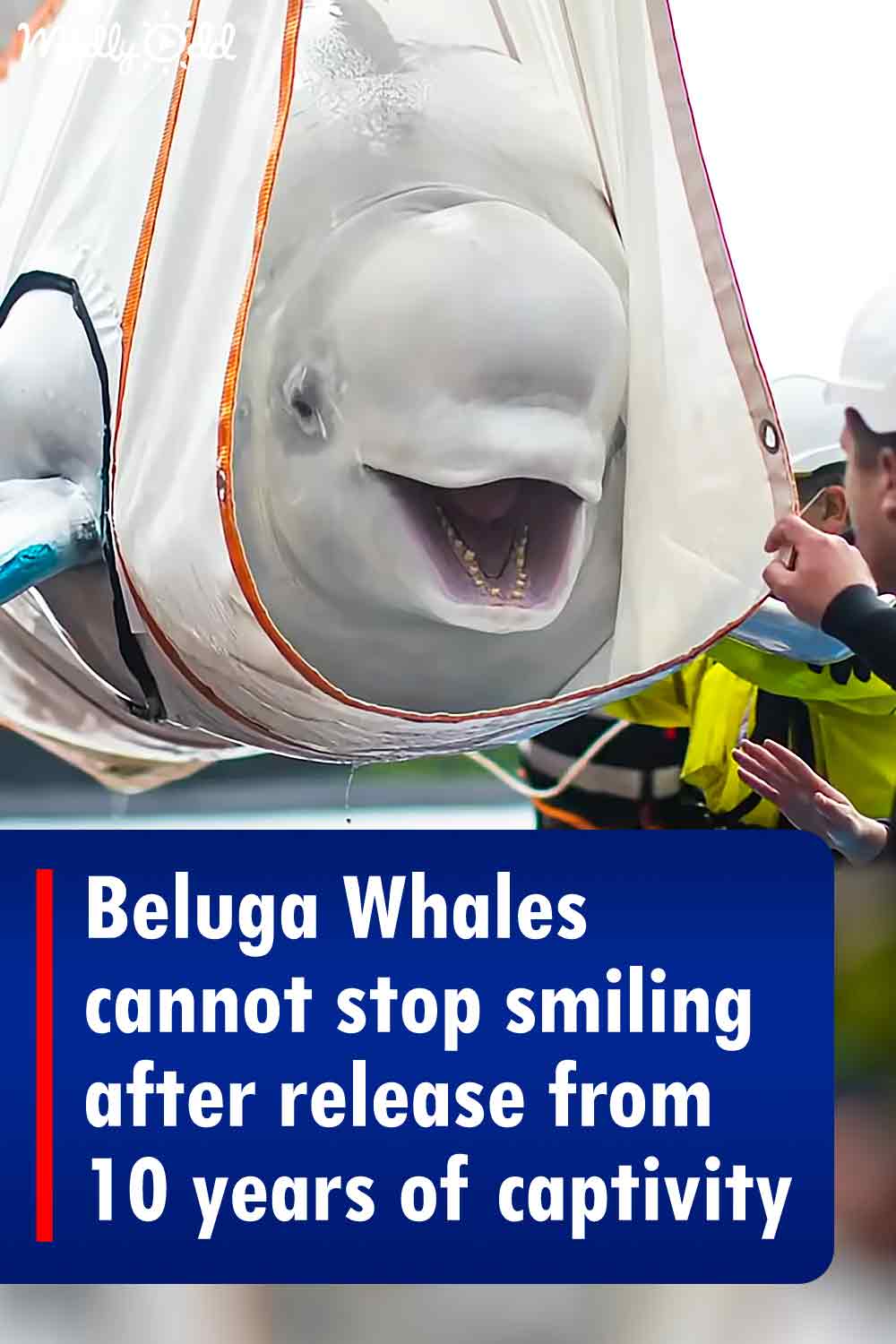 Beluga Whales cannot stop smiling after release from 10 years of captivity