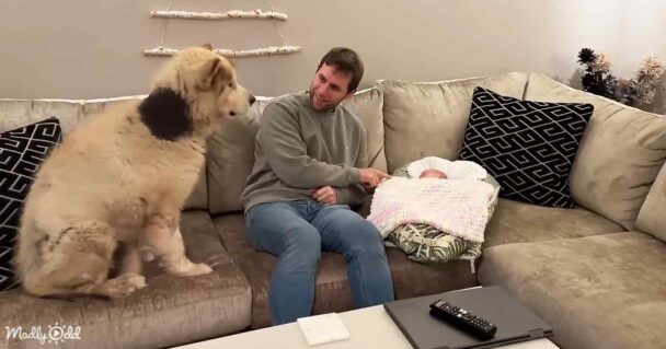 Adorable giant protector meets his new baby brother – Madly Odd!