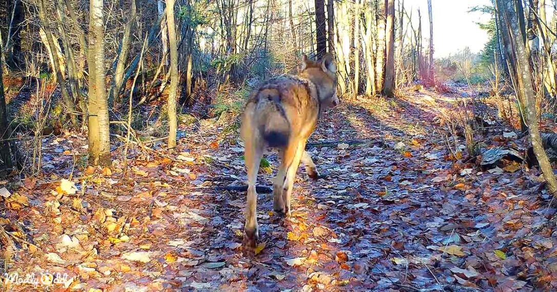 Diverse parade of wildlife filmed totting past forest camera – Madly Odd!