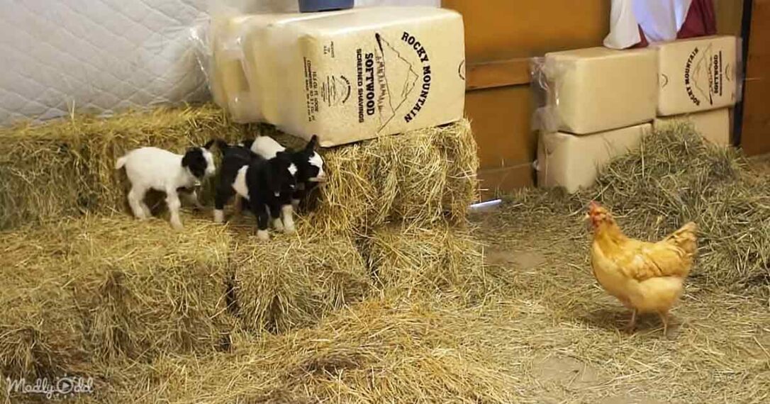 Little baby goats couldn’t stop fainting as they met cutest barn ...