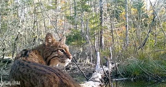 Trail camera captures rare wildlife near a fallen log – Madly Odd!