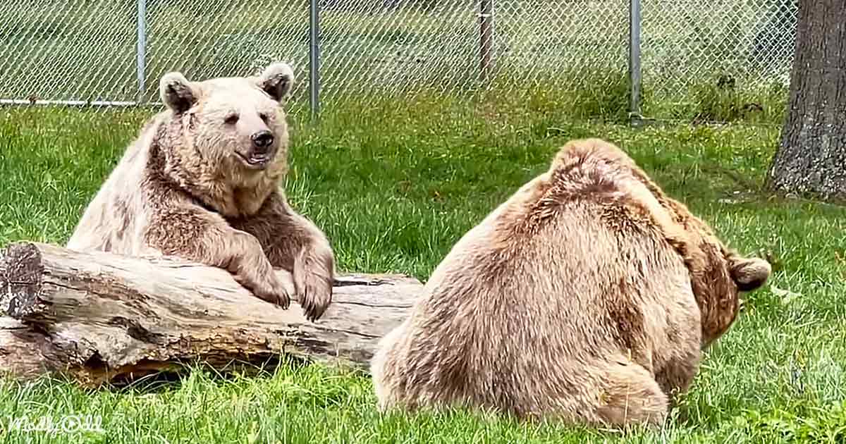 Brown bear orphans adopt each other as sisters – Madly Odd!