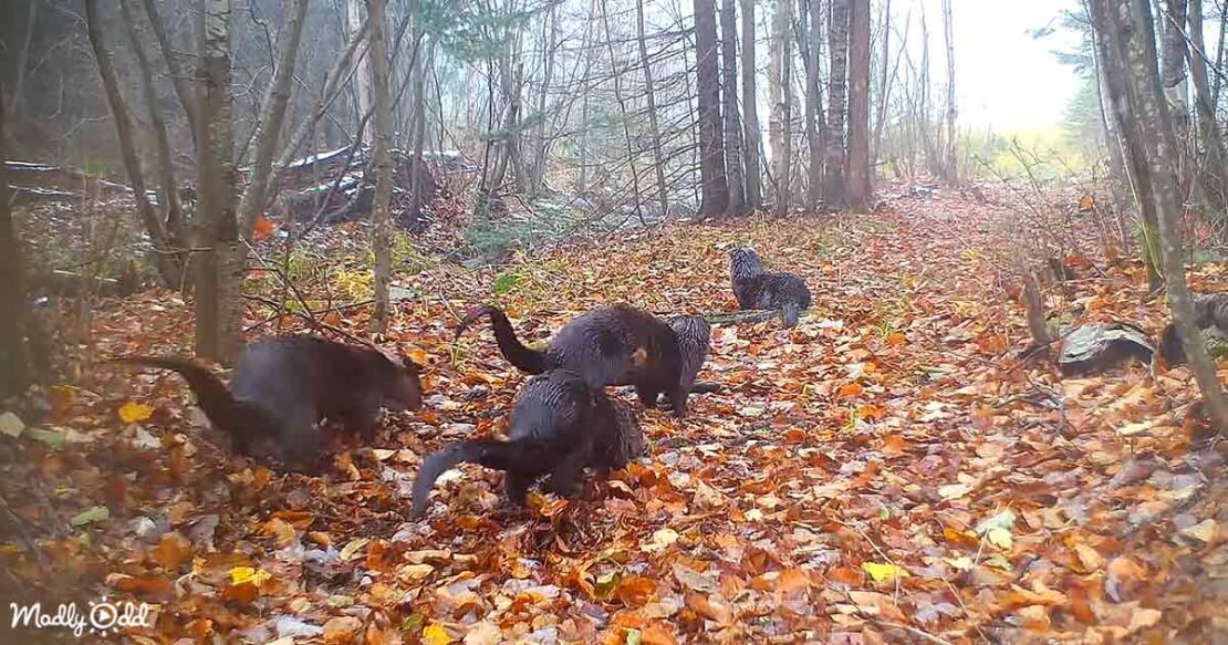 Diverse parade of wildlife filmed totting past forest camera – Madly Odd!