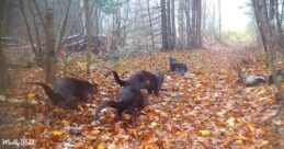 Diverse parade of wildlife filmed totting past forest camera – Madly Odd!