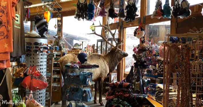 Giant bull elk stops by the gift store for holiday shopping – Madly Odd!