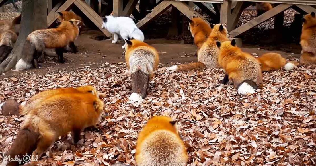 Rescued from slaughterhouse, 200 fluffy foxes find safe haven in a ...