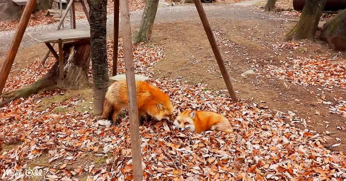 Rescued from slaughterhouse, 200 fluffy foxes find safe haven in a ...