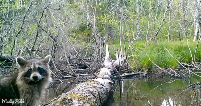 Trail camera captures rare wildlife near a fallen log – Madly Odd!