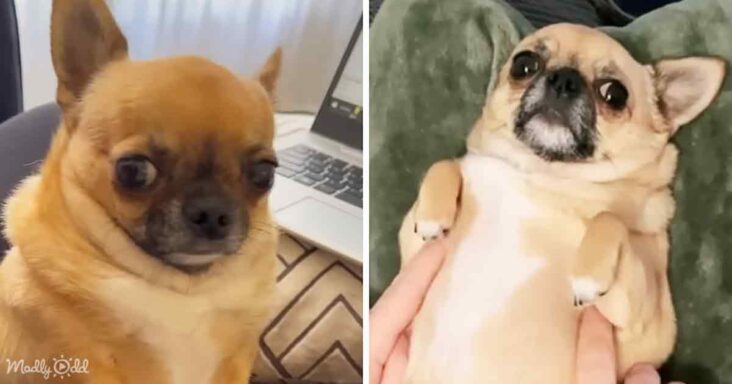 Chunky Chihuahua makes sad face when mom discusses “diet” – Madly Odd!