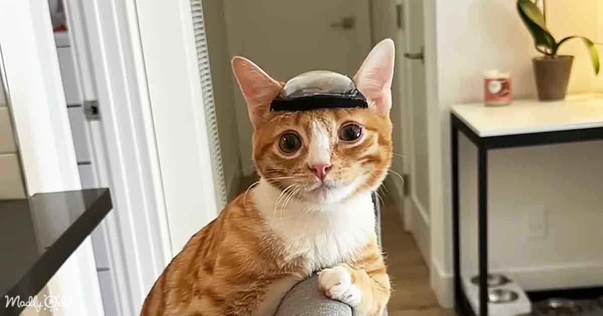Helmeted special needs cat gets the happy ending he deserved – Madly Odd!