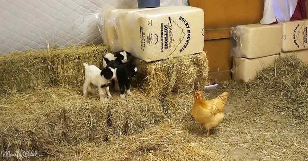 Little baby goats couldn’t stop fainting as they met cutest barn ...