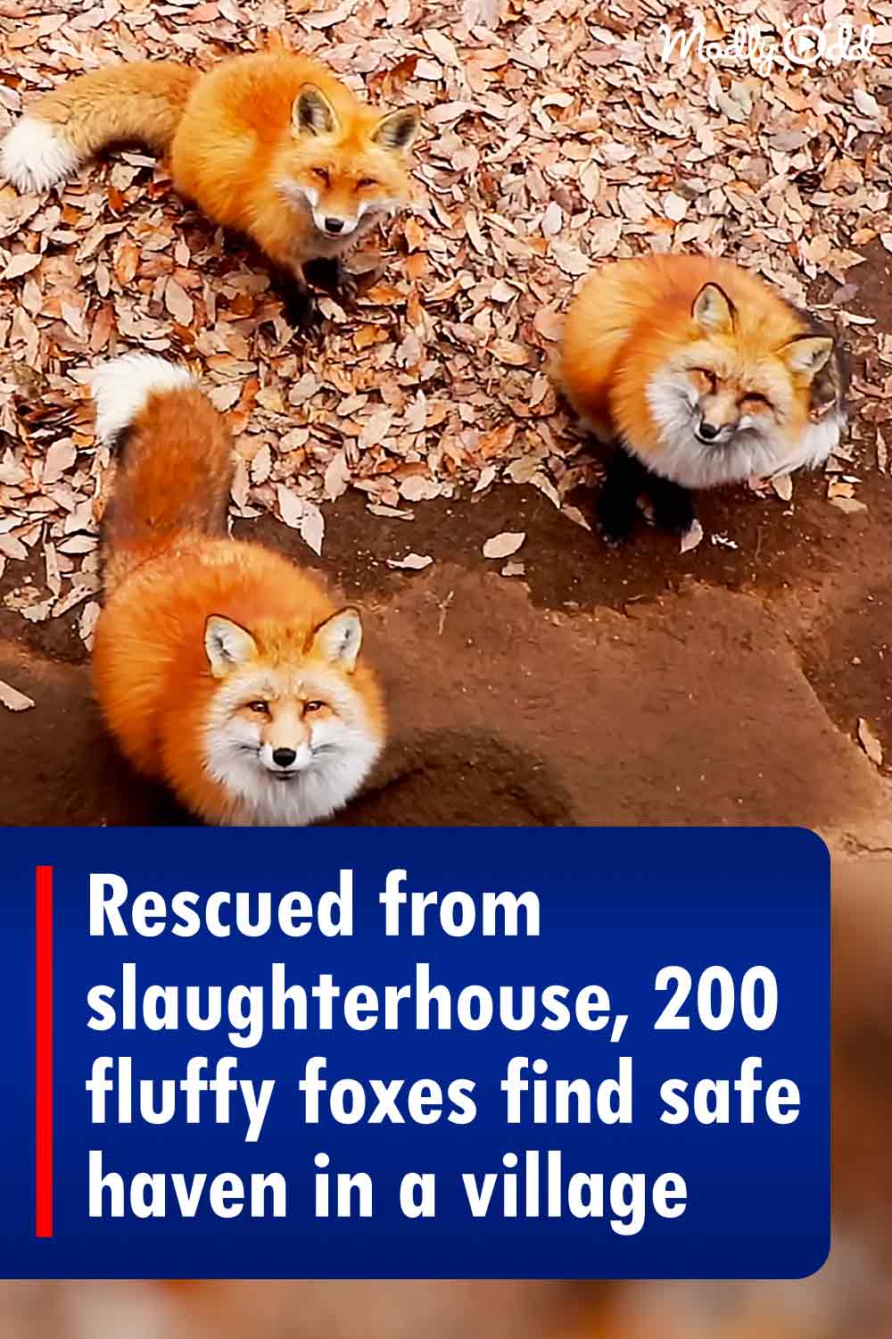 Rescued from slaughterhouse, 200 fluffy foxes find safe haven in a ...