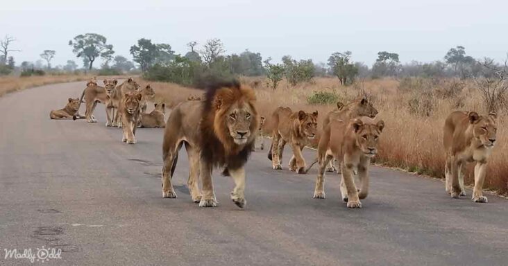 Mega lion pride poses for a family reunion picture – Madly Odd!