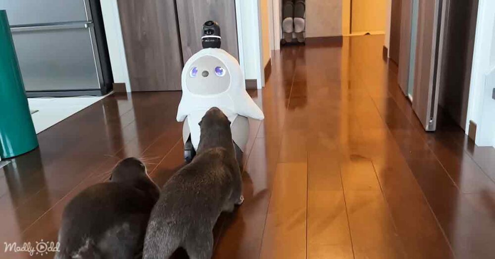 Lifelike AI robot makes friends with two curious otters – Madly Odd!