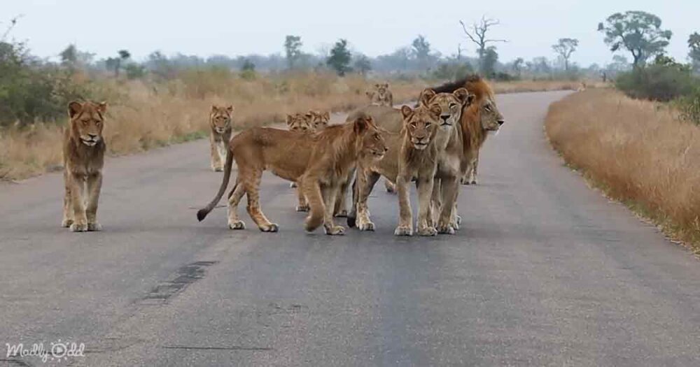 Mega lion pride poses for a family reunion picture – Madly Odd!