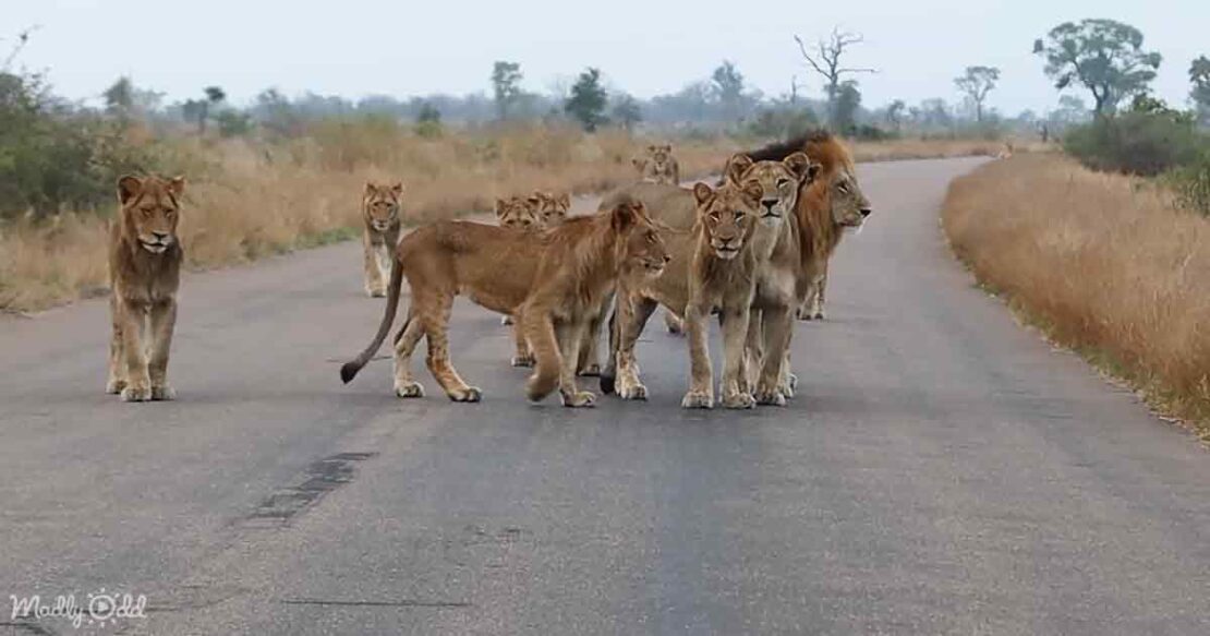 Mega lion pride poses for a family reunion picture – Madly Odd!