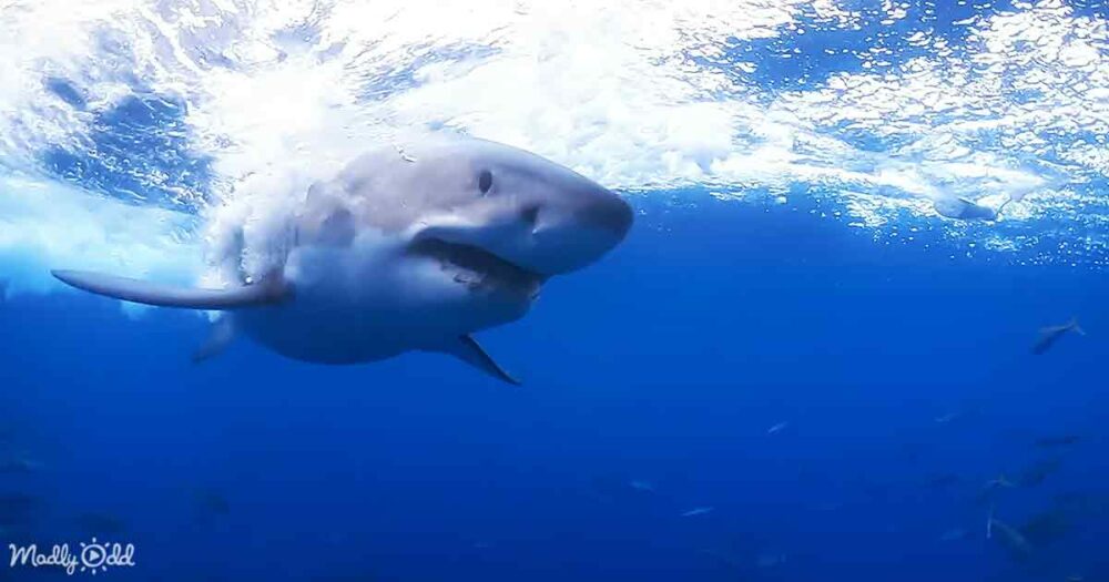 Wildest GoPro footage of 2022’s stunts, animals, and adventures – Madly ...