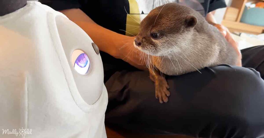 Lifelike AI robot makes friends with two curious otters – Madly Odd!