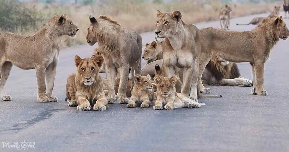 Mega lion pride poses for a family reunion picture – Madly Odd!