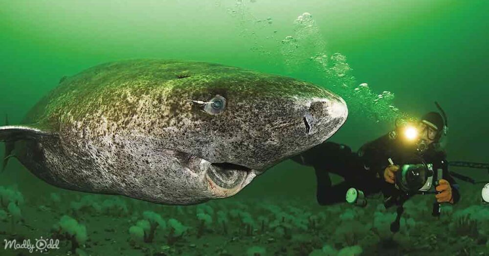 Ancient shark born in 1505 found in dark waters of the Atlantic – Madly ...