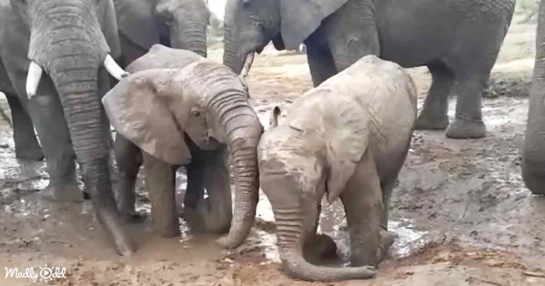 Incredibly unique baby albino elephant plays in the mud pit – Madly Odd!