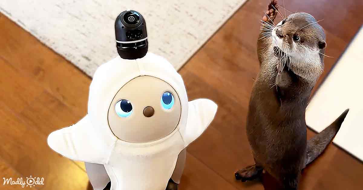 Lifelike AI robot makes friends with two curious otters – Madly Odd!