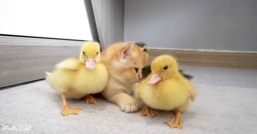 Baby ducks become best friends with ginger cat & bunnies – Madly Odd!