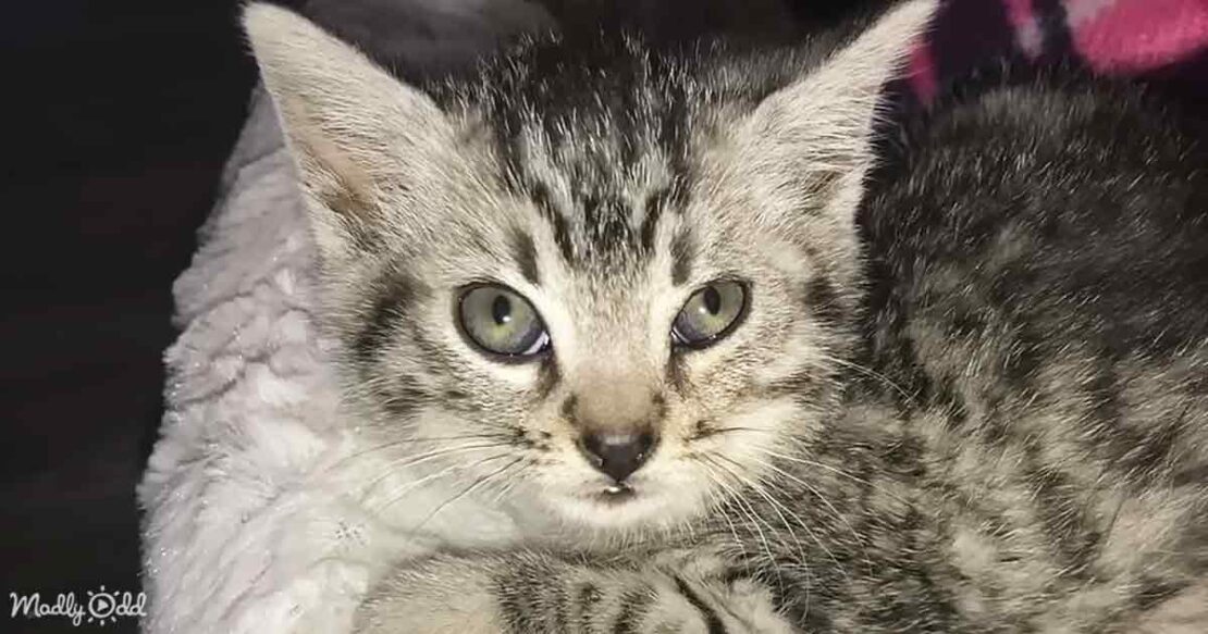 From Skeptic to Believer: A Woman’s Journey with Her First Cat – Madly Odd!