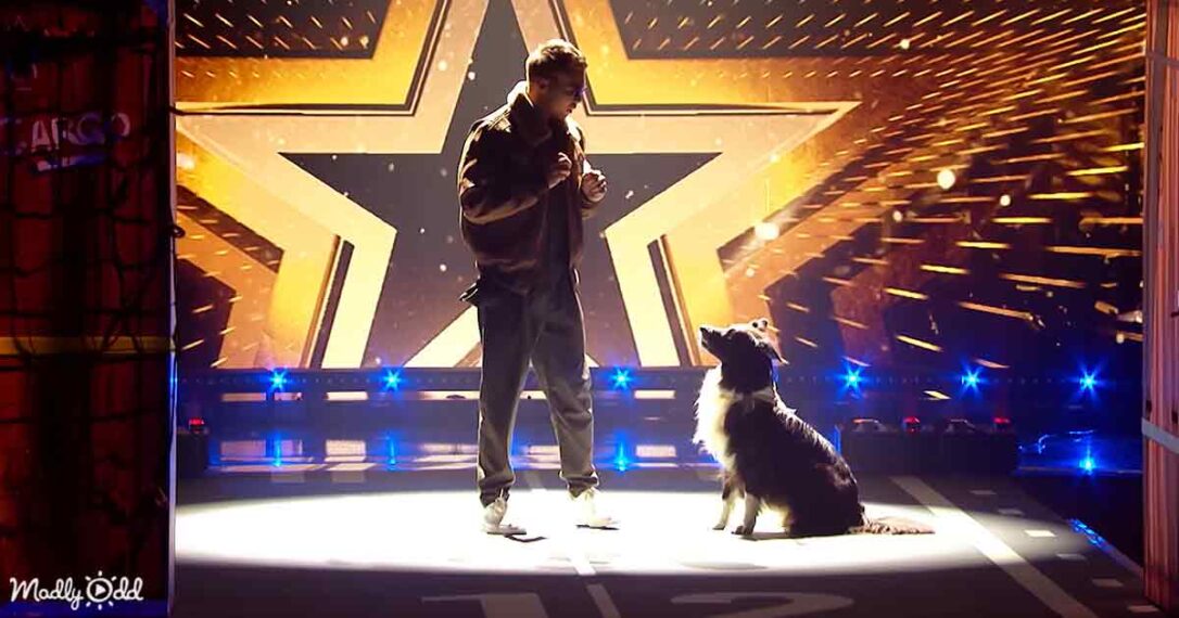 The Most Incredible Dog Performance You Will Ever See on AGT – Madly Odd!
