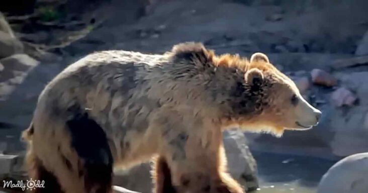 The Ultimate Showdown: College Wrestlers Take on a Grizzly Bear in a ...