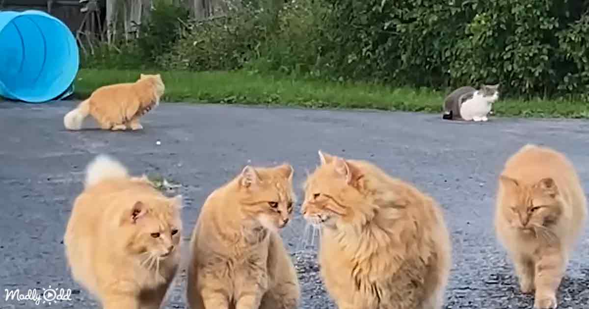 Woman saves so many cats, she HAD to build them their own house – Madly ...