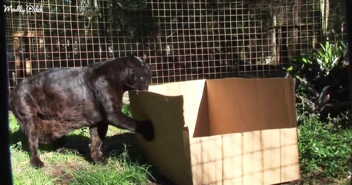 Big Cats Unleash Their Inner Kittens with Boxes – Madly Odd!