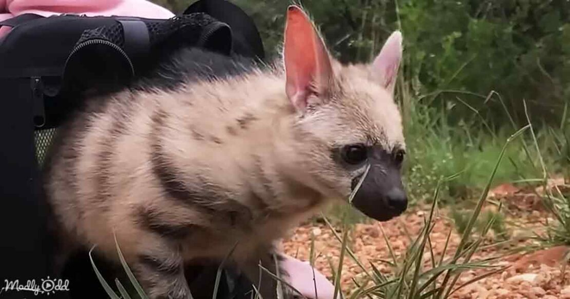 Mini Hyena Gives Her Rescuer a Heartfelt ‘Thank You’ Before Returning ...