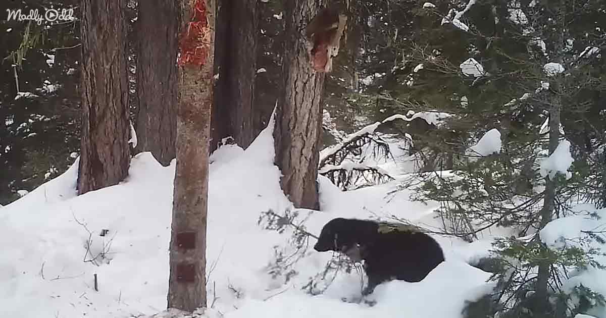 Rare Footage of Elusive Golden Eagle, Lynx, and Wolverine – Madly Odd!