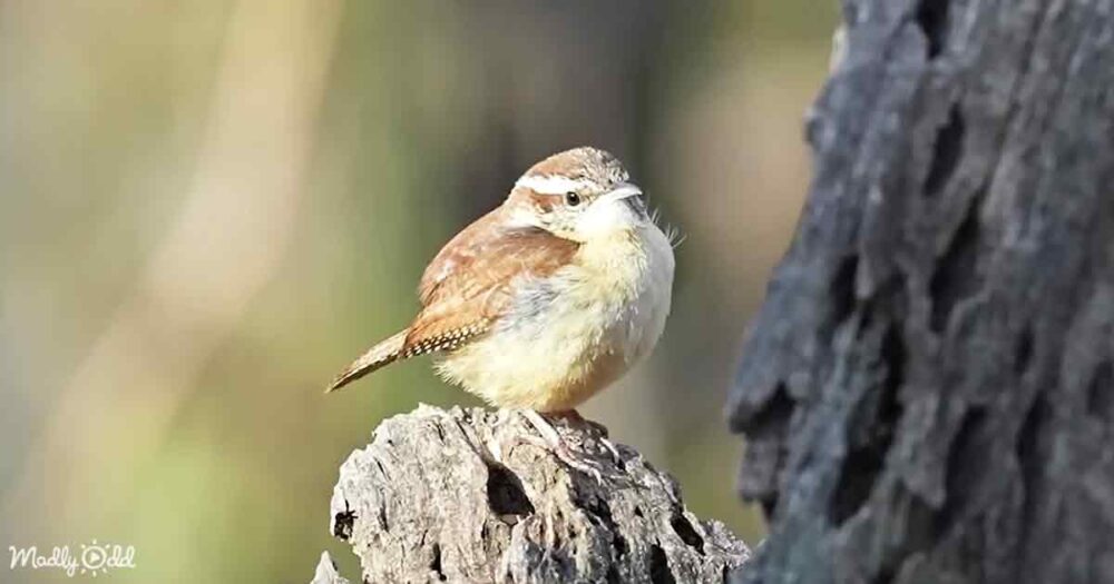 The Bossy, Busy, and Beloved Backyard Bird With A Song To Match – Madly ...